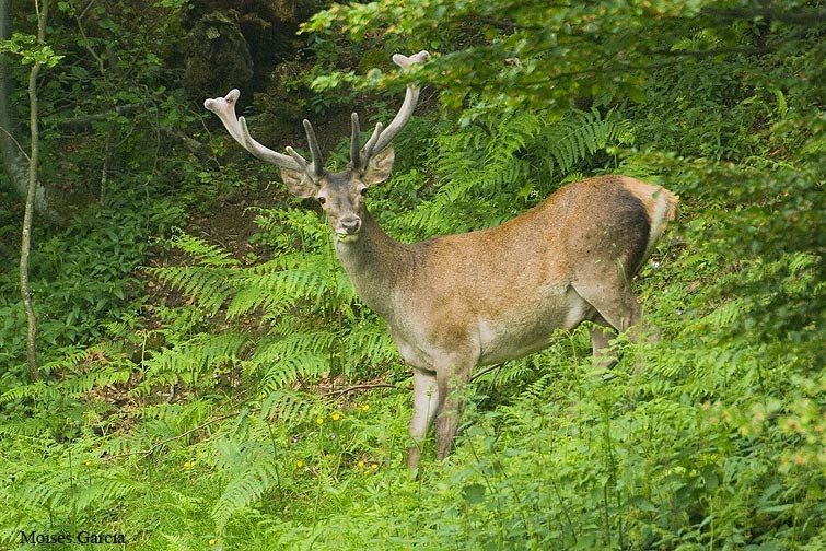 Hermoso Chilar de Palin